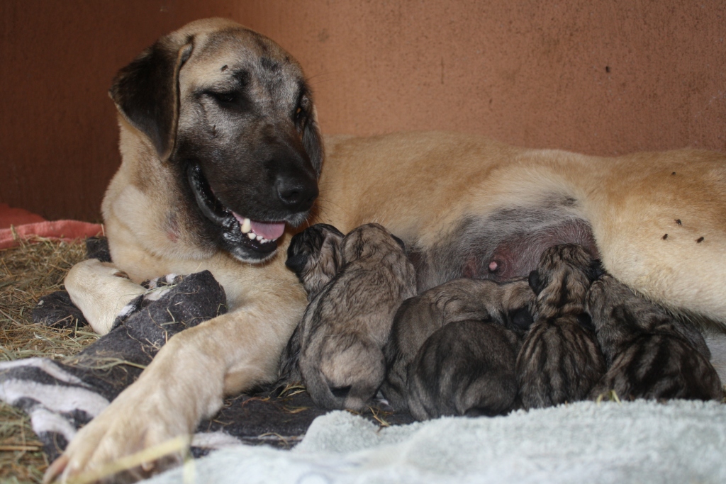 Cheetah News: Kangal Puppies Born Yesterday