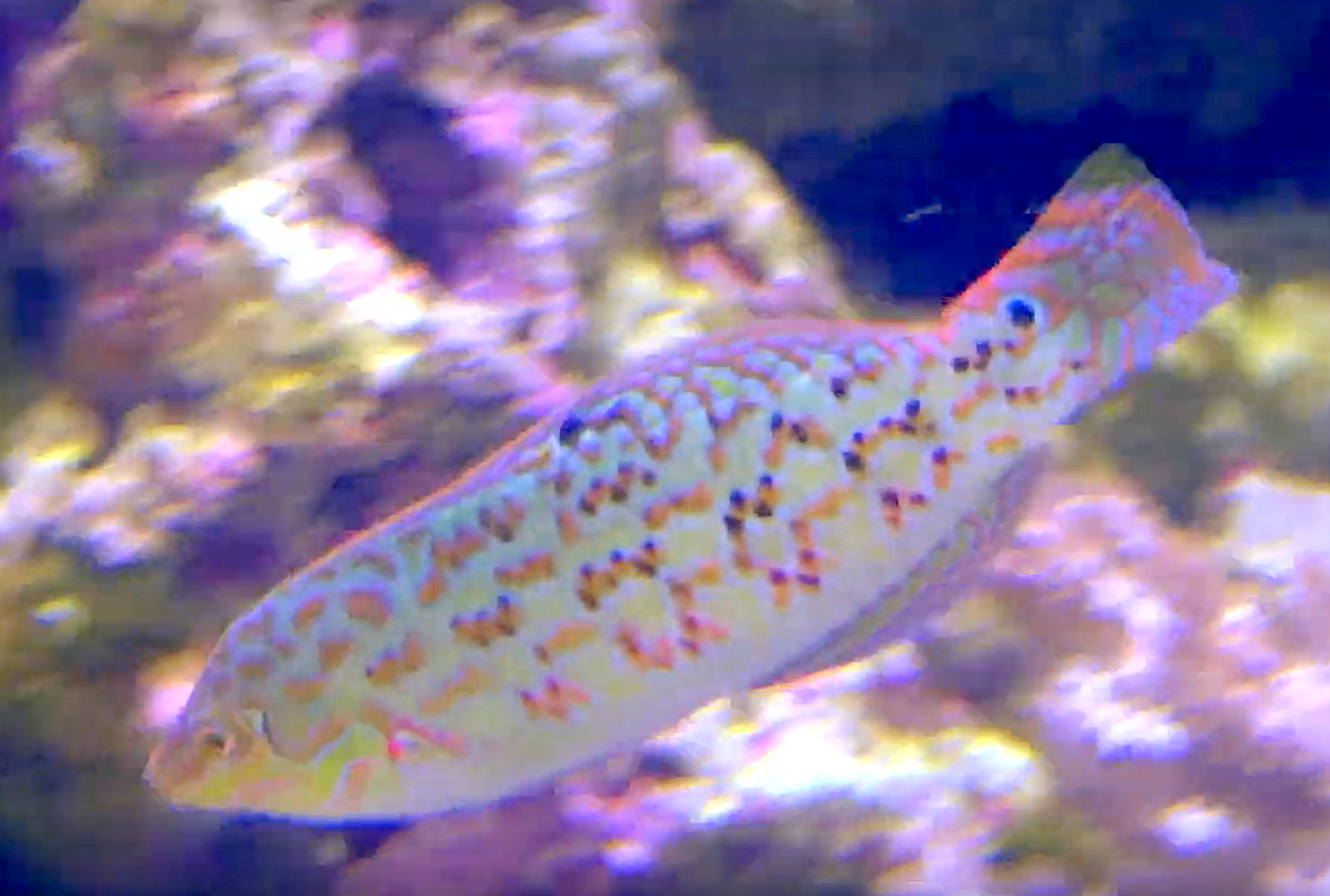 Aquarium Movies (Japan) archive 生きている魚図鑑: チモールラス Timor wrasse ...