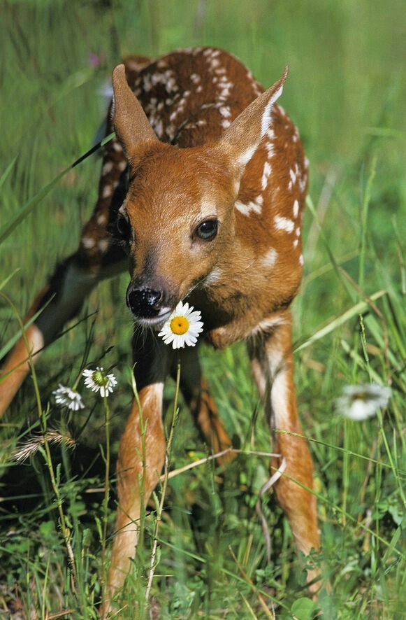 Beautiful deer