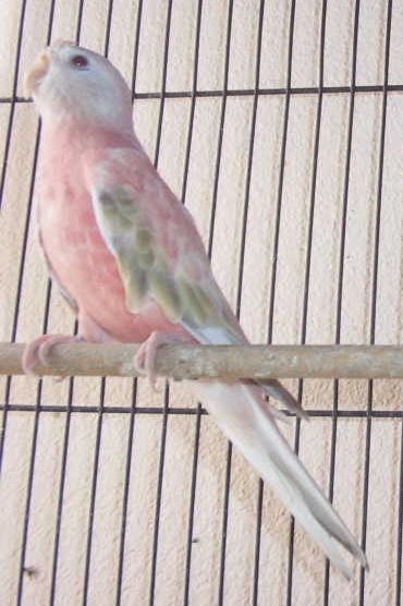The Splendid Bourke Bird Blog: Pink Bourke Parakeets & Lady Gouldian ...