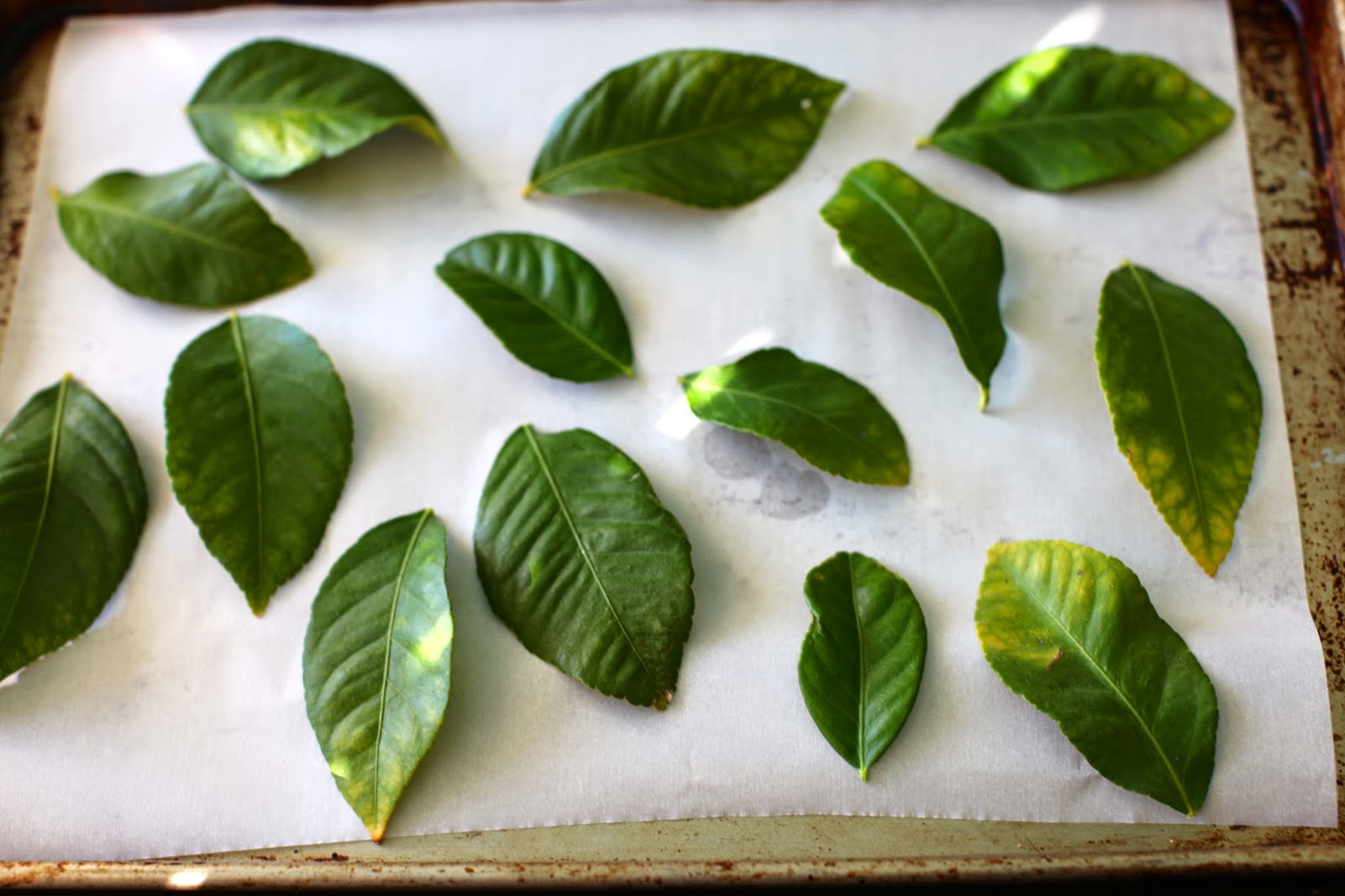 Salvation Sisters: How To Make Chocolate Leaves for Dessert Garnishing