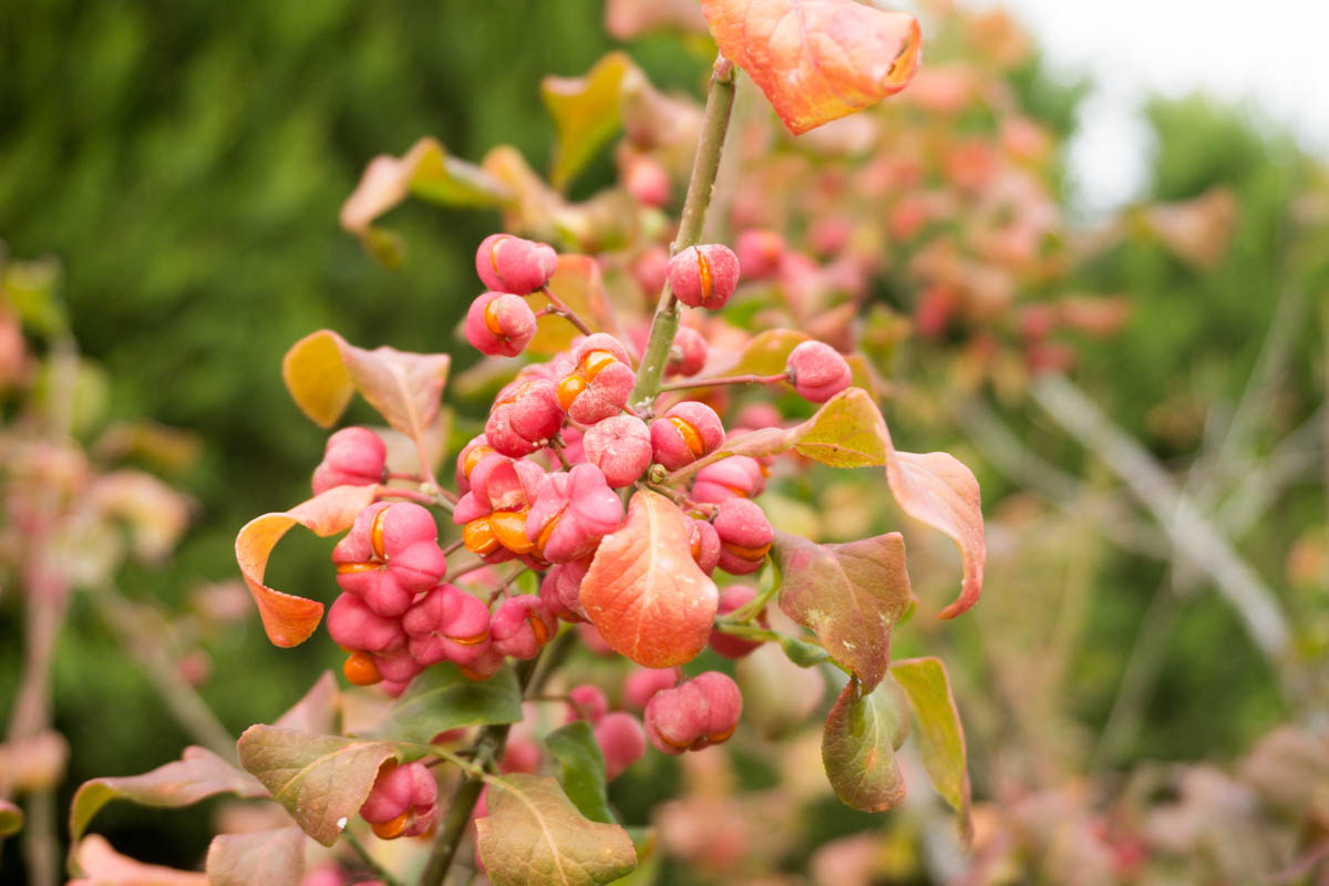 Plantas de Huerta Otea, Salamanca: Bonetero, bonete de cura (Euonymus ...