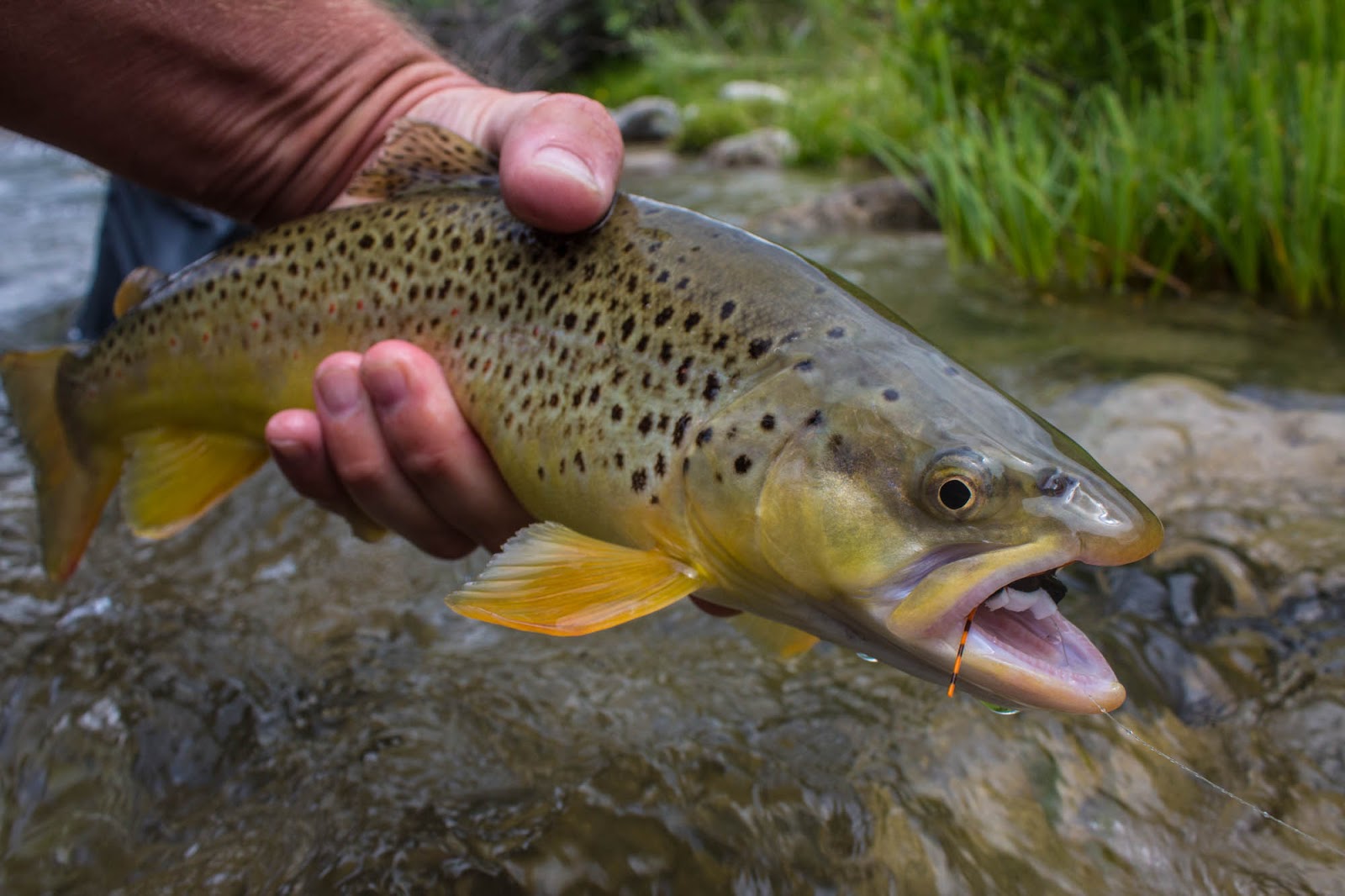 River Menace: The Sarge does me Proud Again