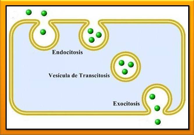 Transporte de Volumen ~ Biopsicosalud