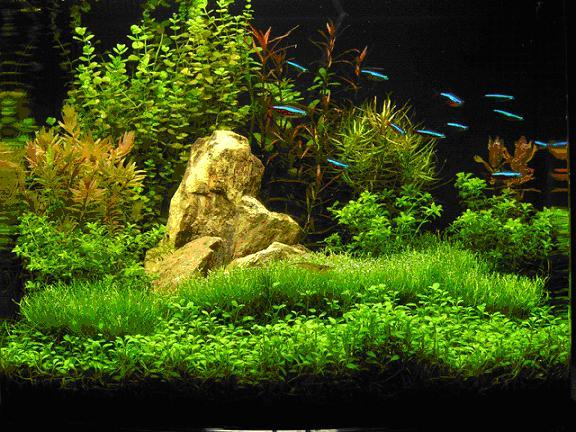 Maya Raicu - O postare pe zi!: Pestii colorati din acvariu