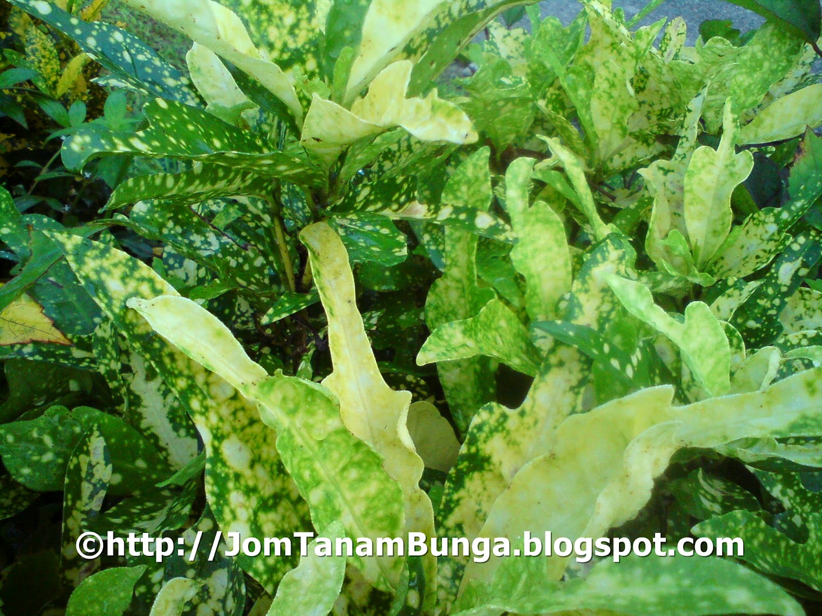 Jom Tanam Bunga: Tip Tanam & Jaga Pokok Puding