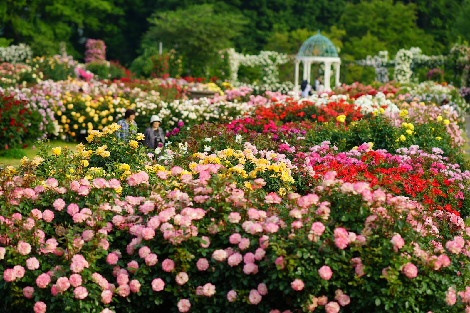 りっちゃんのPhoto Blog: 京成バラ園 再び(α99)