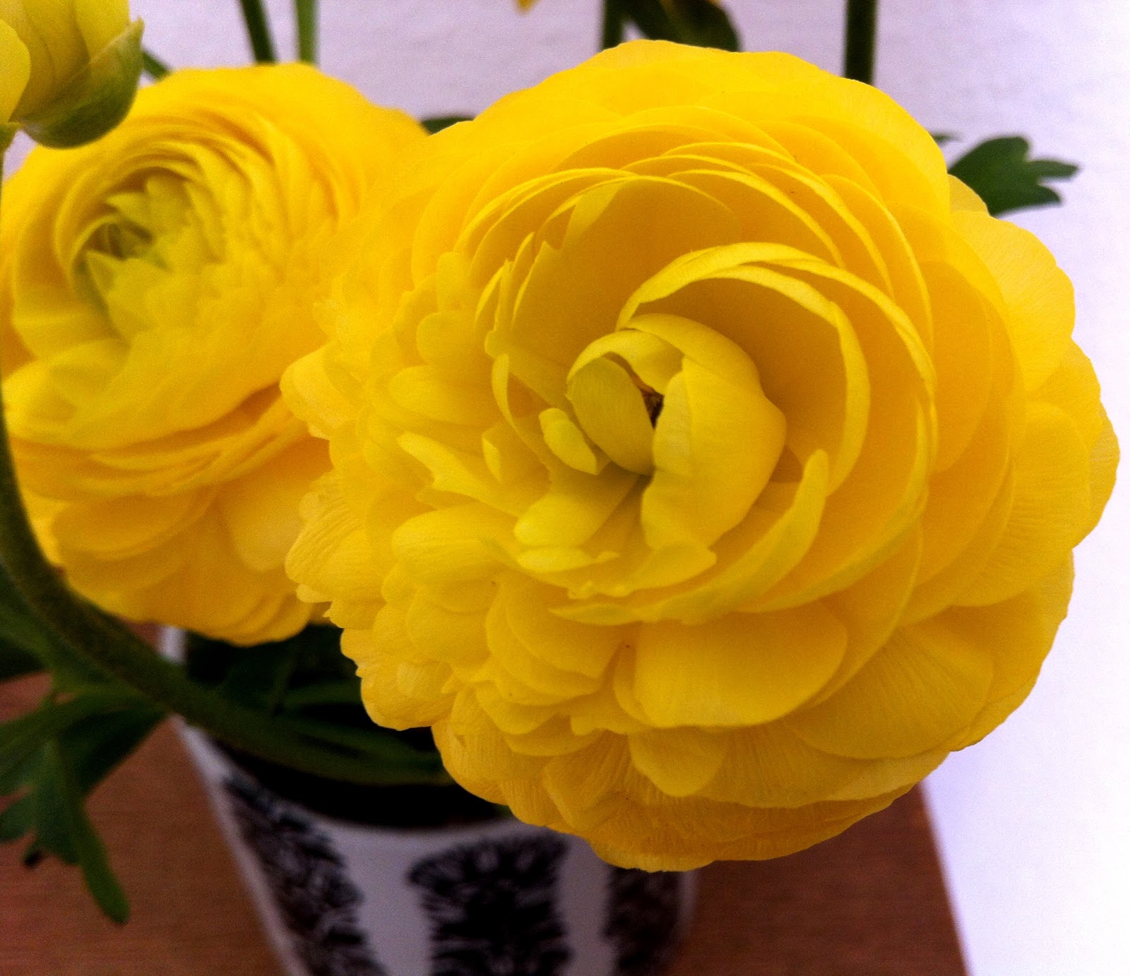 Primulavej: Skønne gule sager