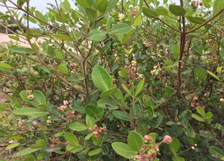 Curiosidades Vegetais: O murici