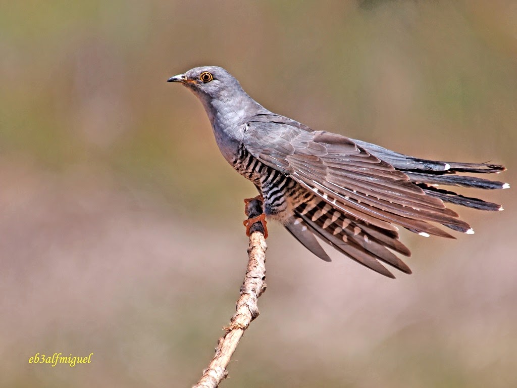 MIS AMIGAS LAS AVES: Cuco común (Cuculus canorus) ¡¡me sigue visitando.¡¡