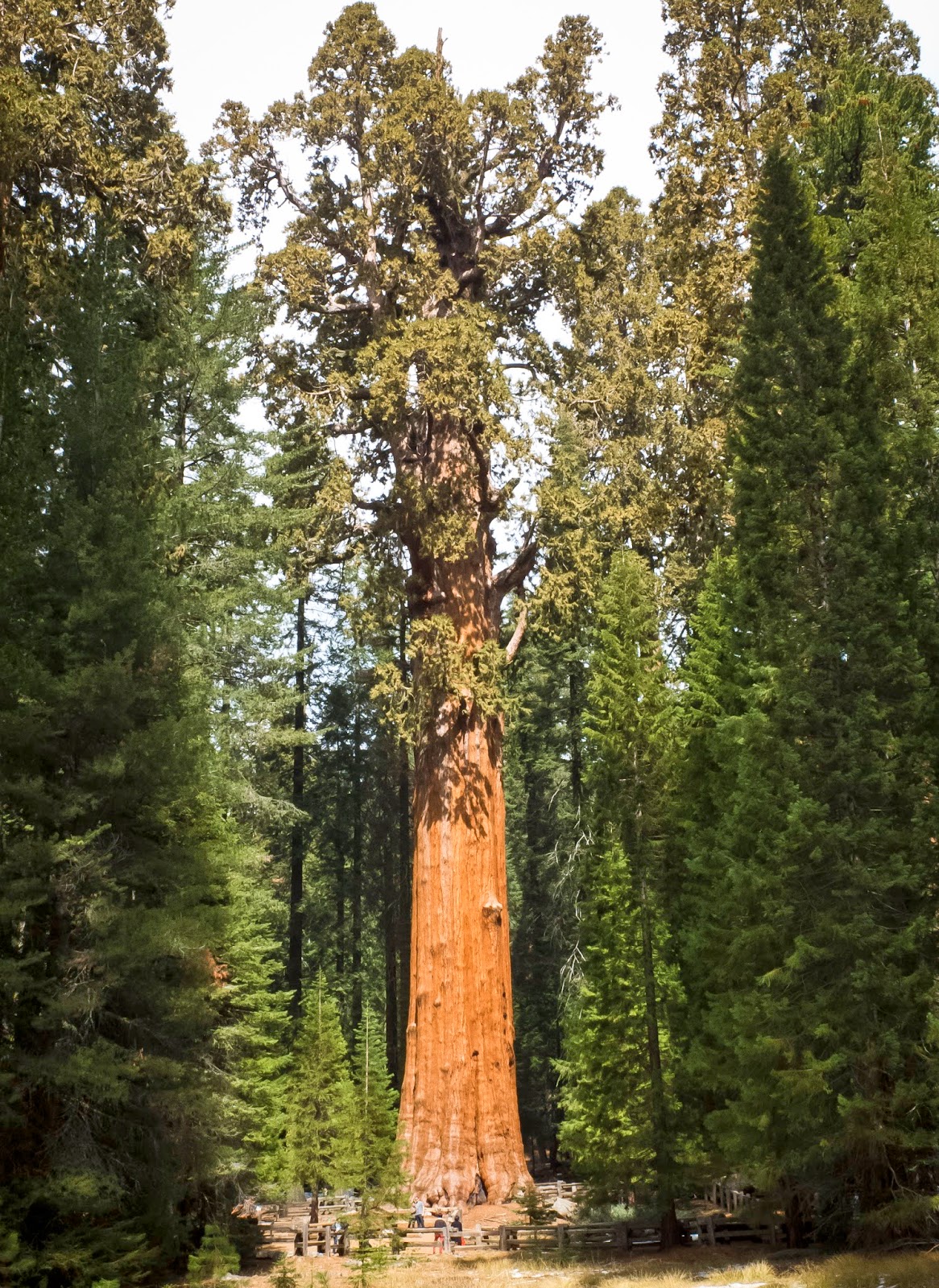 General Sherman is the Tallest Tree on Planet: HD Pictures - HD Photos