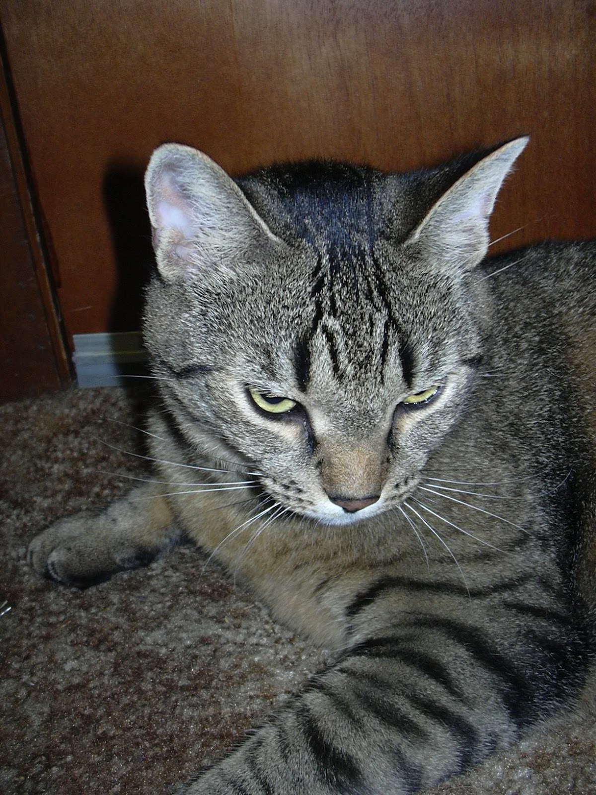 diabetic-cats-in-need-charlie-is-broken
