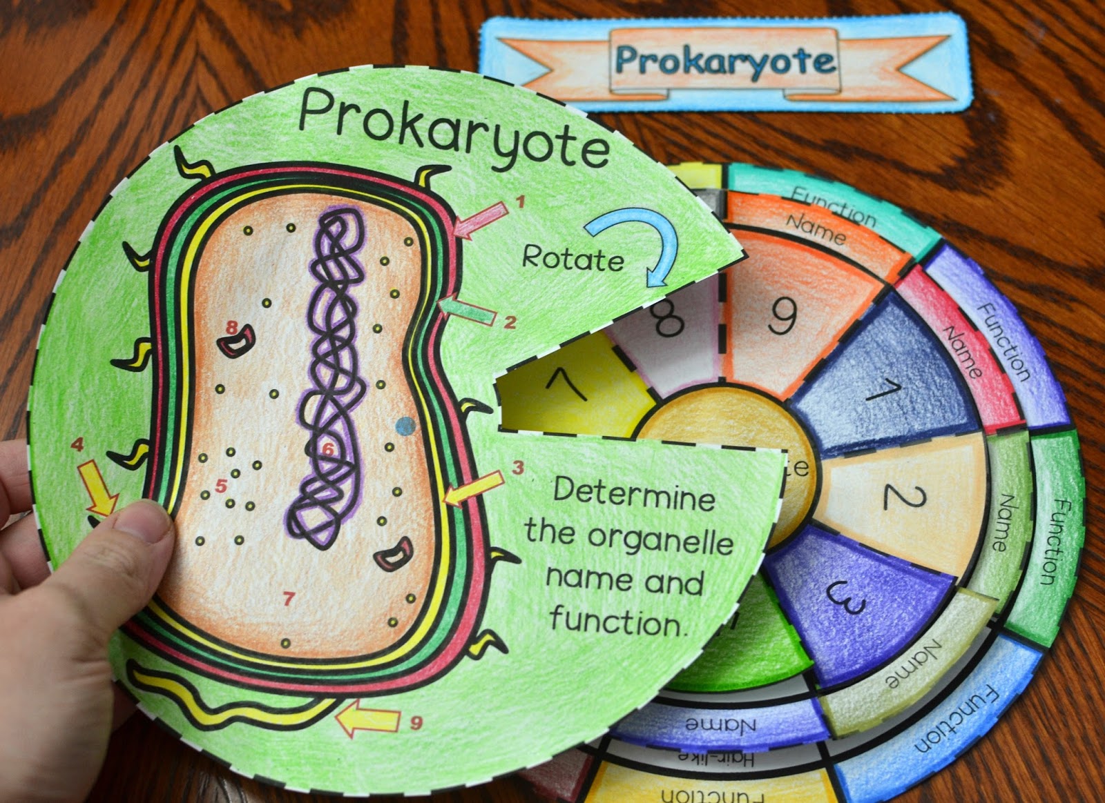 Math in Demand: Prokaryote Cell Wheel Foldable