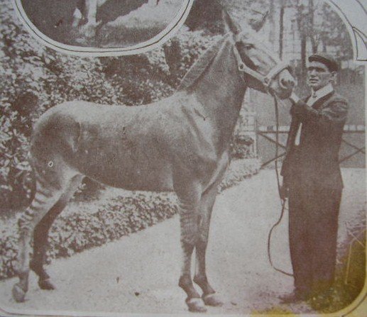 Scott's Blog: The Baron's zebroids...