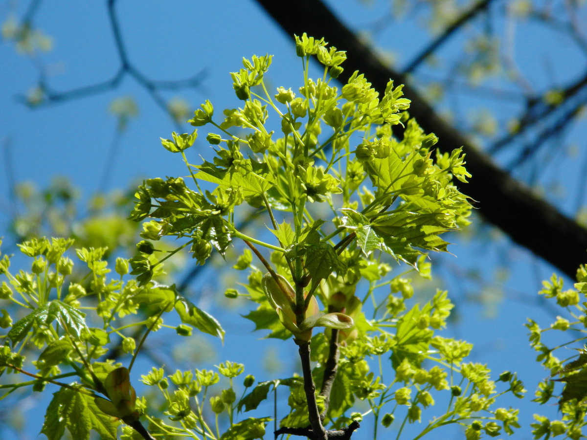 LA MULTI ANI, ROMANIA!: Flori verzi de artar