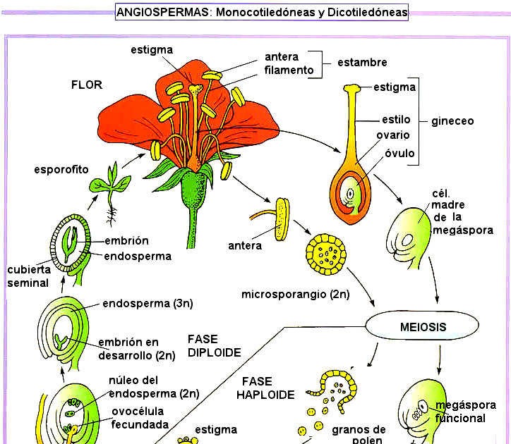 Biologia: Gametos Vegetales