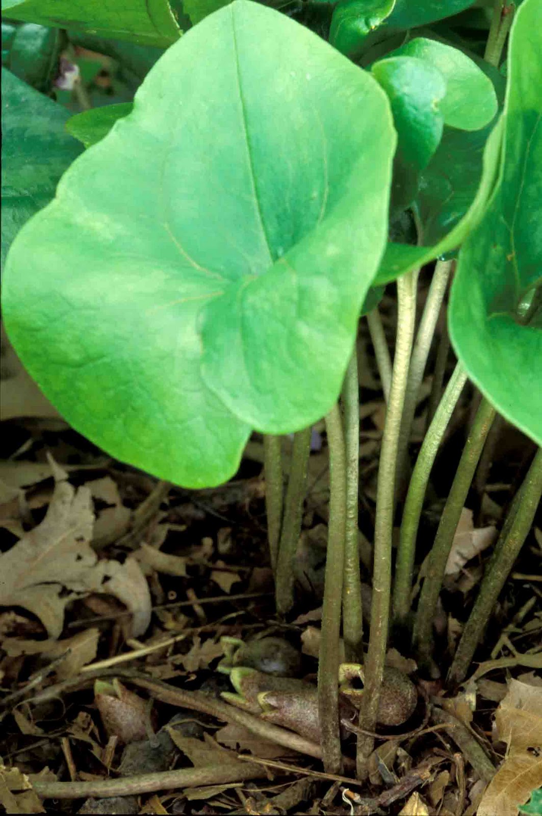 Kentucky Native Plant and Wildlife: Plant of the week, Heartleaf or ...