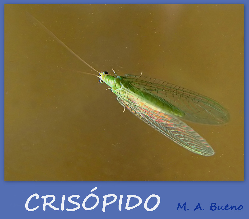 FOTO NATURA HUESCA 2: CRISÓPIDO Crysopidae Wilhelm Gottlieb Schneider ...