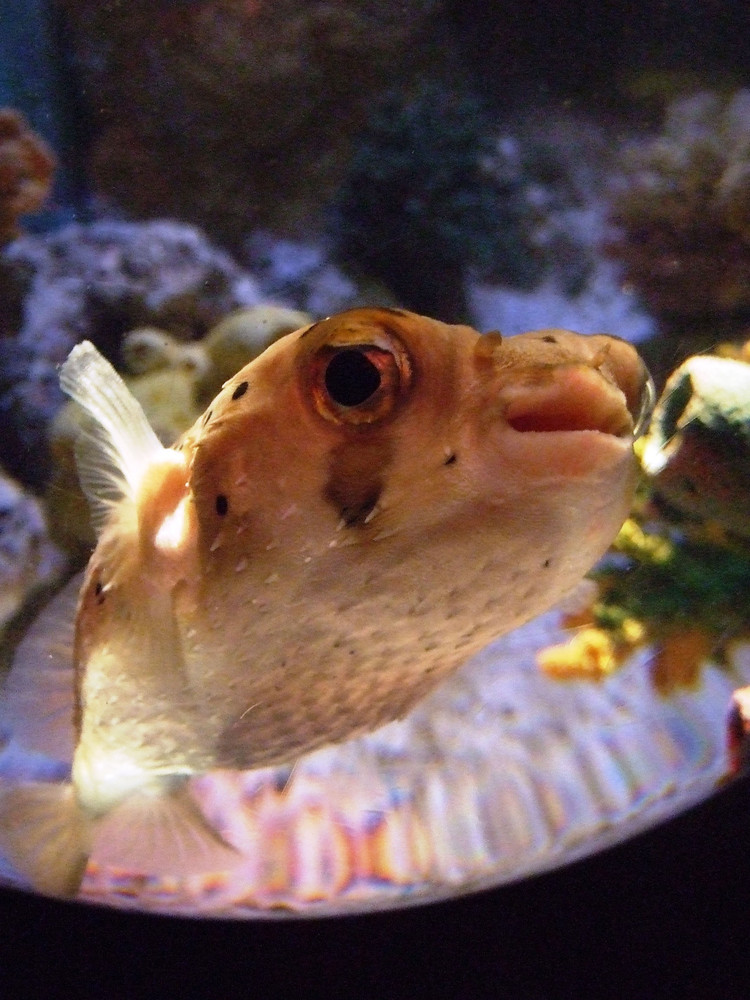 SEA LIFE Minnesota Aquarium: Porcupine Pufferfish