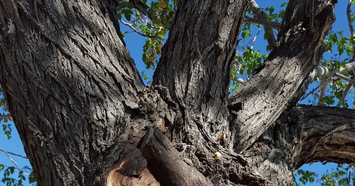 Xtremehorticulture of the Desert: Chinaberry Wind Damage
