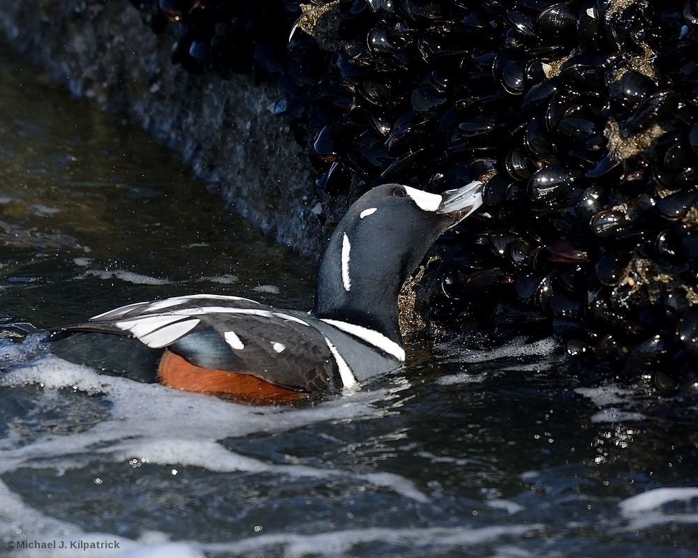 View from the Cape: Sea Ducks, Blue Mussels, and Jetties