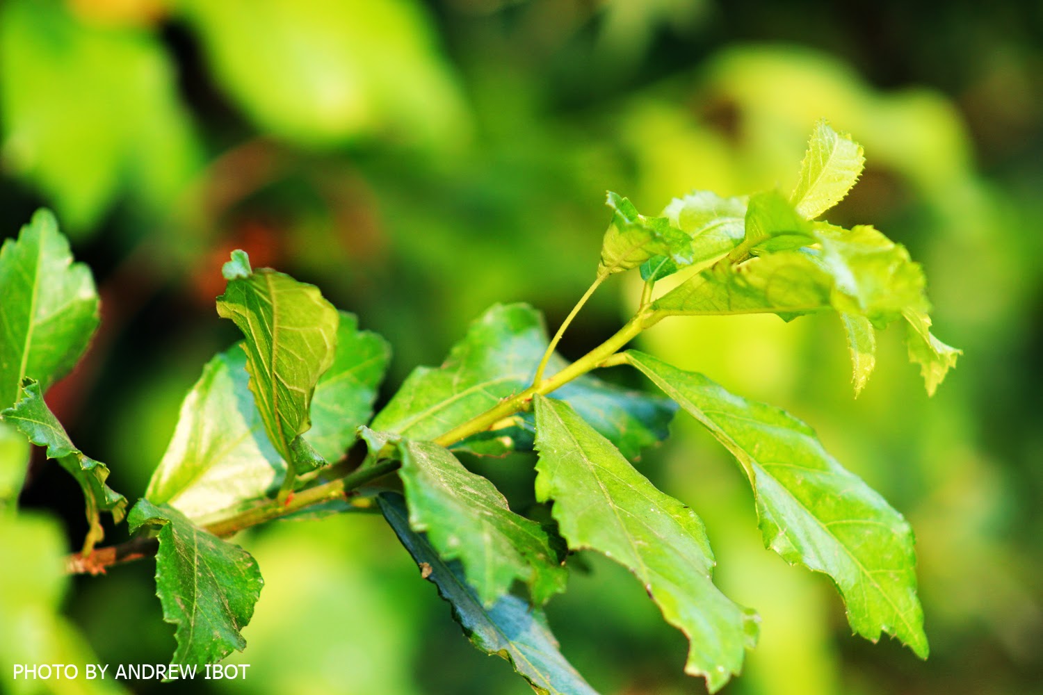 Ako si ANDREW IBOT!: Tsaang Gubat