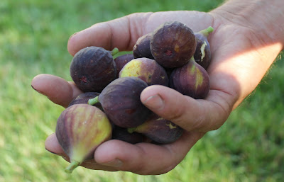 Figs - The Sexiest most Unsexy Fruit in the World