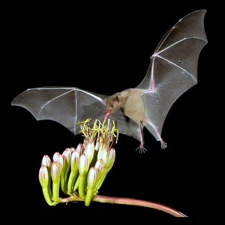 Bats fertilize the agave plant which is the source of tequila