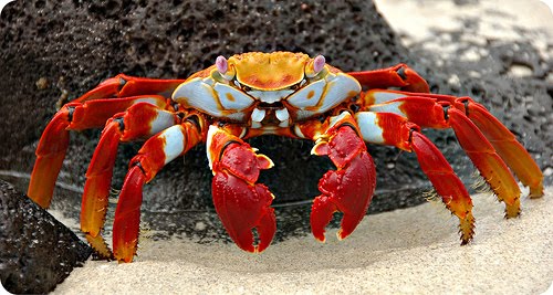 PicturesPool: Most Colorful Amazing Crabs