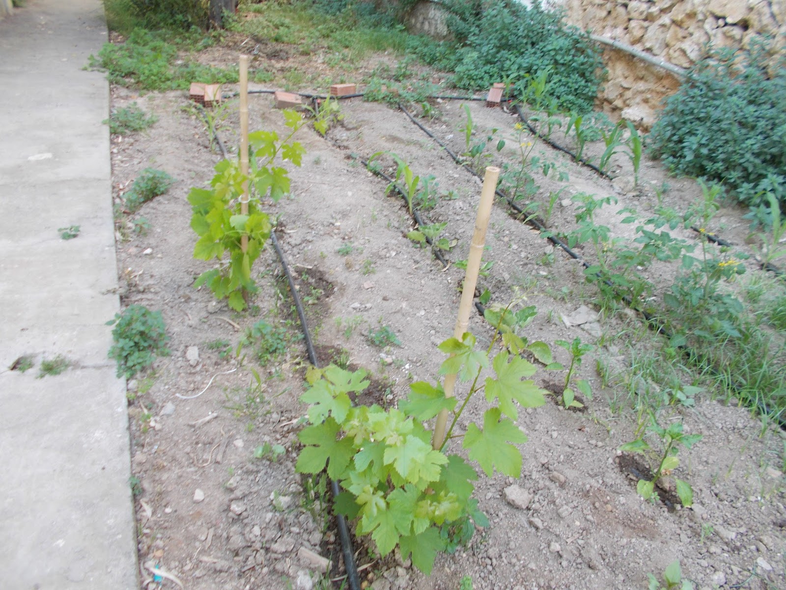 ΣΧΟΛΙΚΟΙ ΛΑΧΑΝΟΚΗΠΟΙ : ΟΙ ΚΗΠΟΙ ΤΩΝ ΣΧΟΛΕΙΩΝ ΤΗΣ Δ/ΣΗΣ Β/ΘΜΙΑΣ ΕΚΠ/ΣΗΣ ...