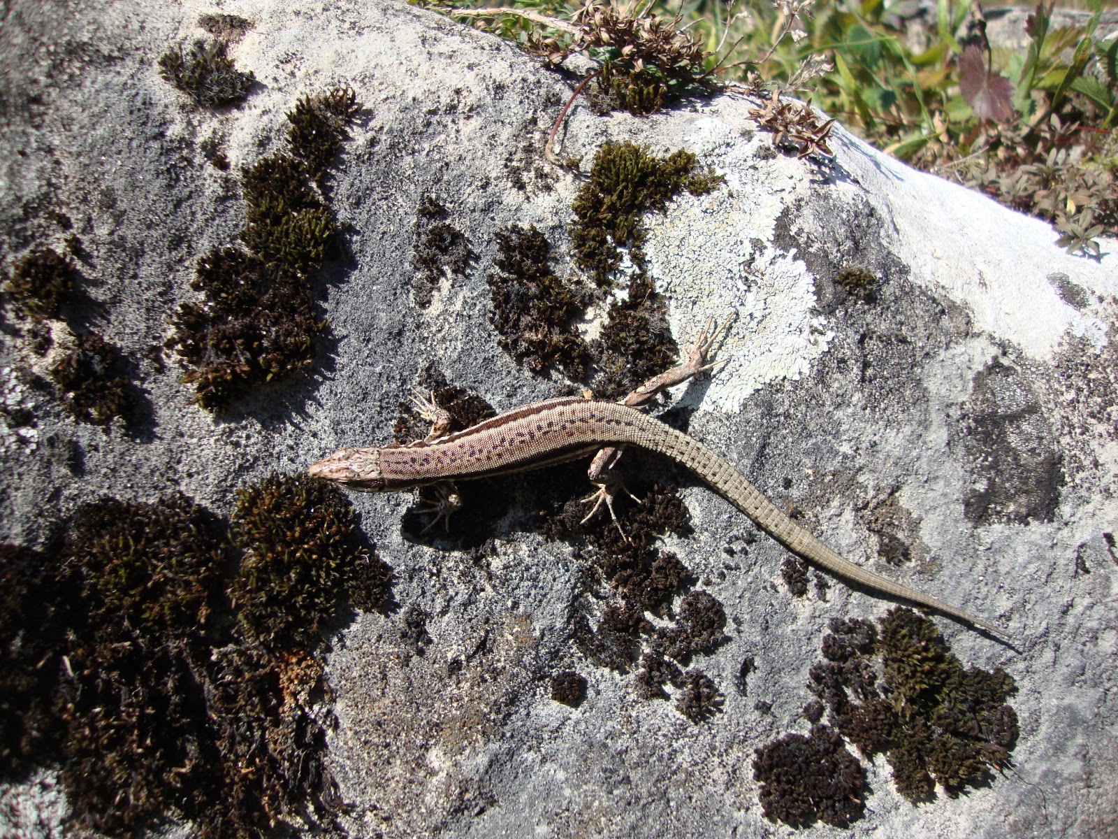 TUDOR PHOTO BLOG: Soparle in Cetatea Dacica Costesti