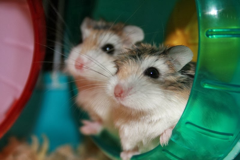 Roborovski hamster, Breeding Roborovski hamster part 1 - veterinary online