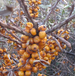 Jonas kogebog: Stegte brisler med citron