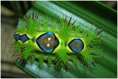 Hama Kelapa Sawit: Ulat Api