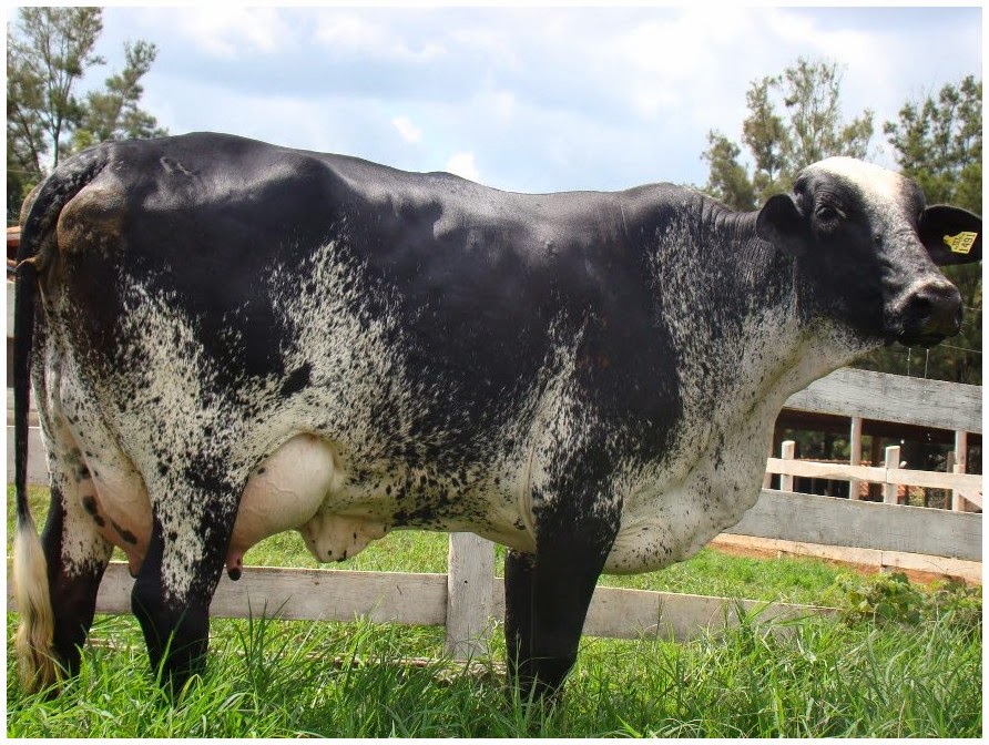 Generalidades de la Ganadería Bovina.: Girolando