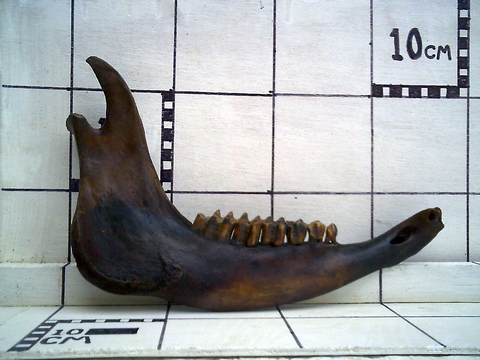 HISTORY OF A BECK: New finds Bovine bones size and weights.