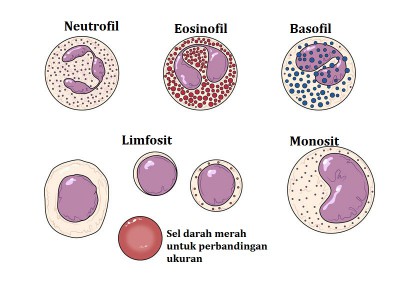 Sel-sel Darah - Fadhila Alizza