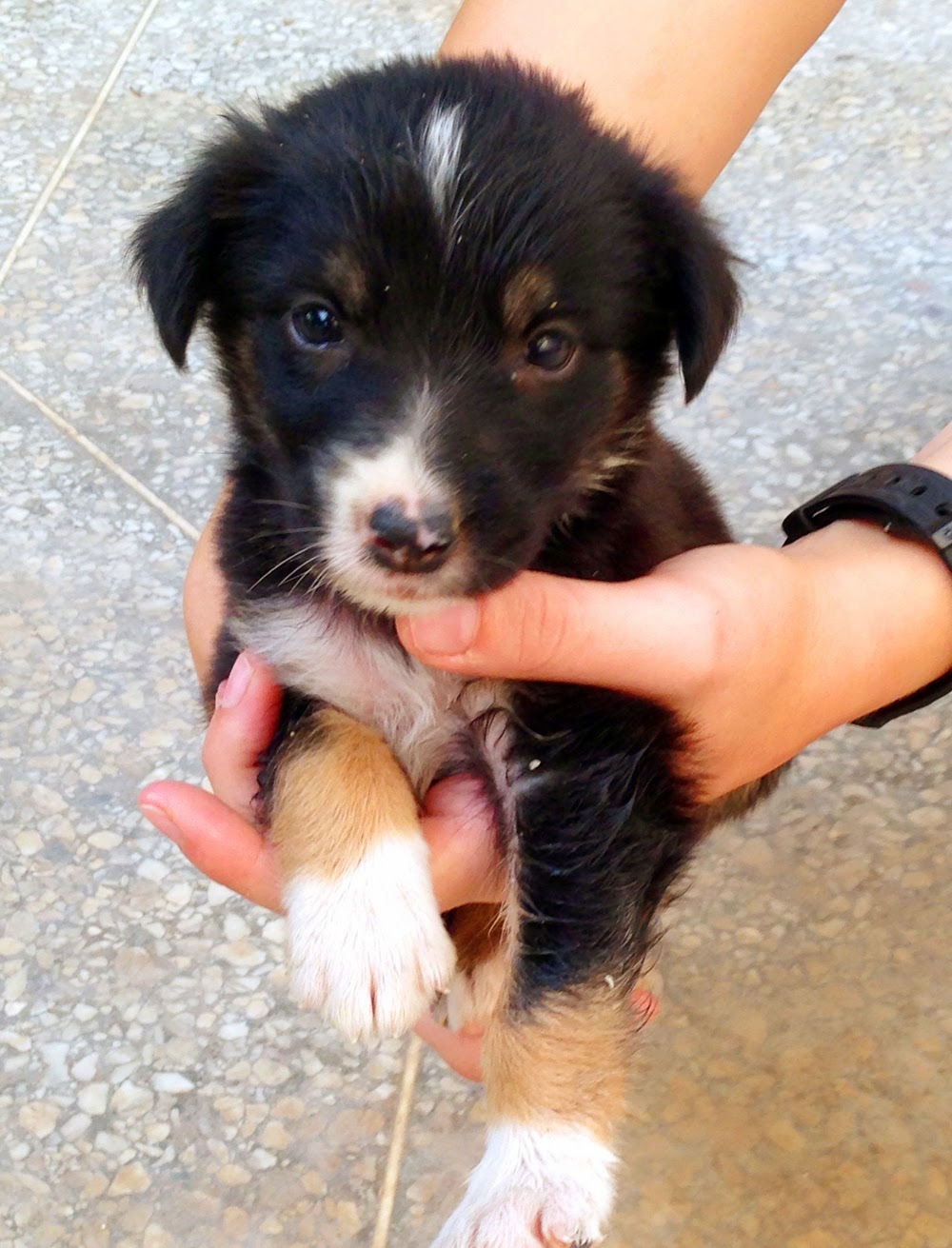 THE VIEW FROM FEZ: Moroccan Puppy ~ Cute and Available from the ...