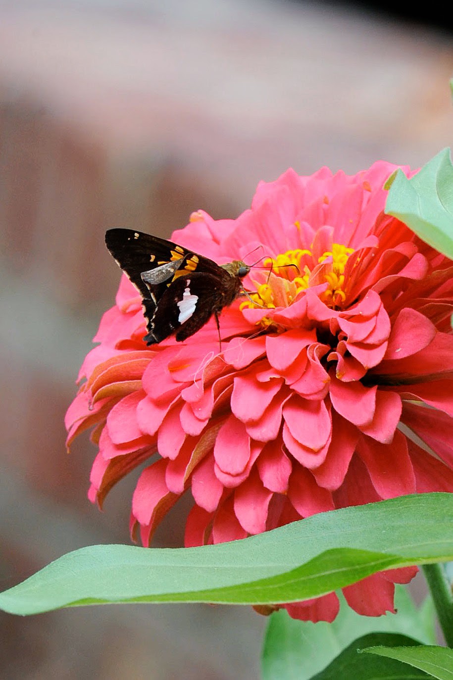 m.b. imaging: Flutters & Flowers