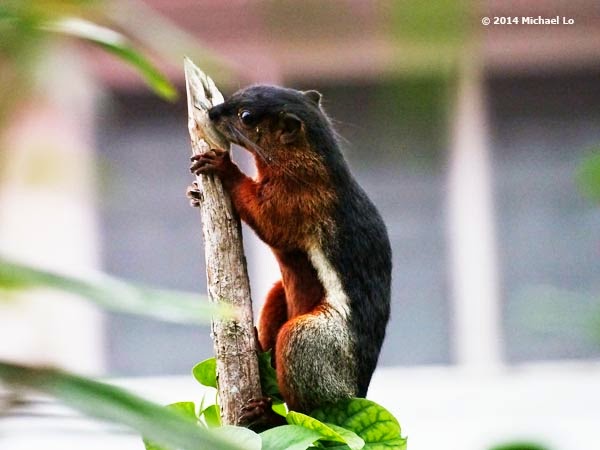 The rainforests of Borneo & Southeast Asia: Meet my new "neighbour ...