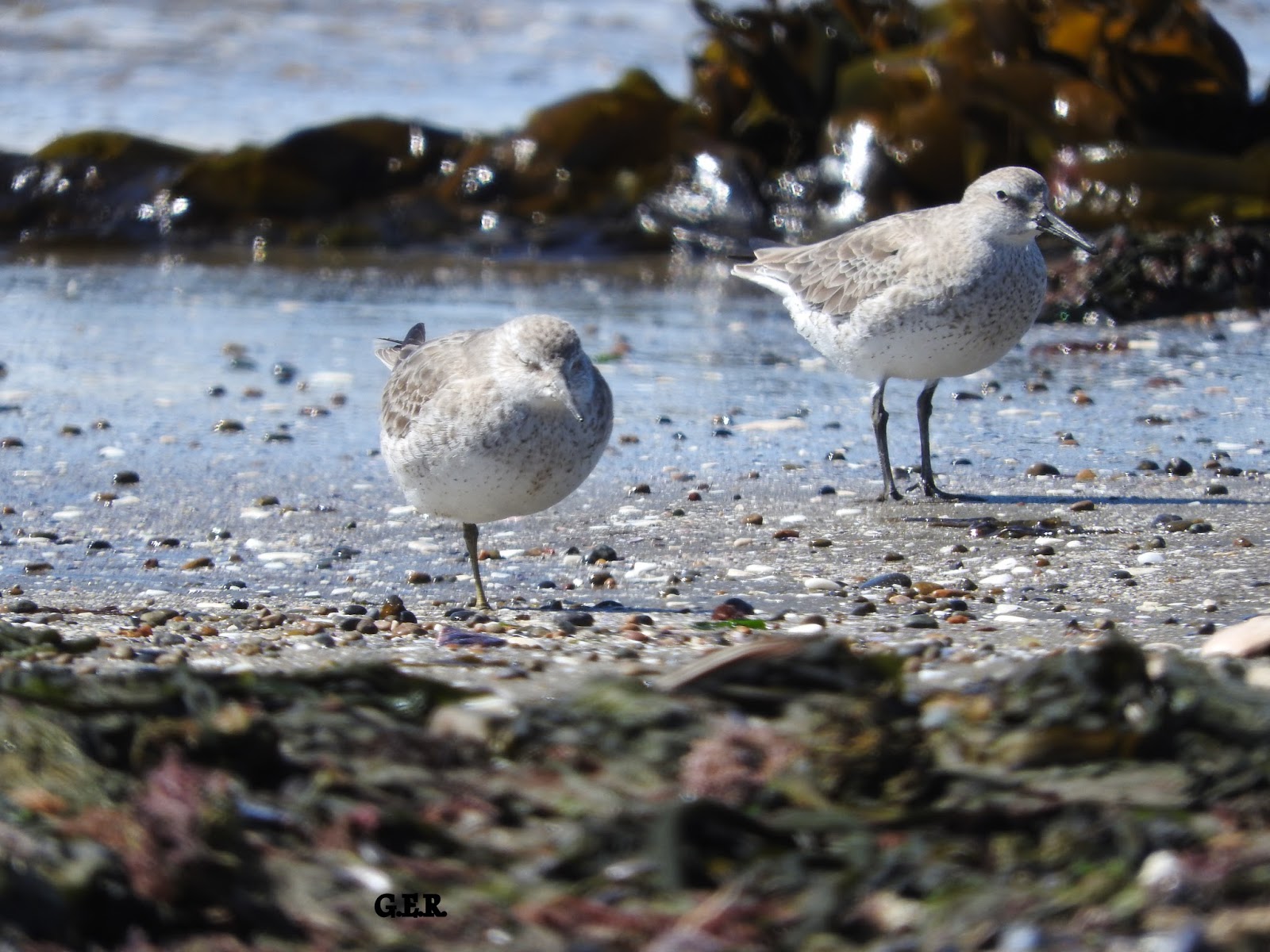 Aves del Golfo San Jorge: Playero rojizo (Calidris canutus)