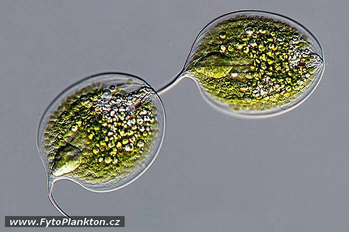 Algas (Alias Protistas): DIVISIÓN EUGLENOPHYTA (EUGLENOFITOS)