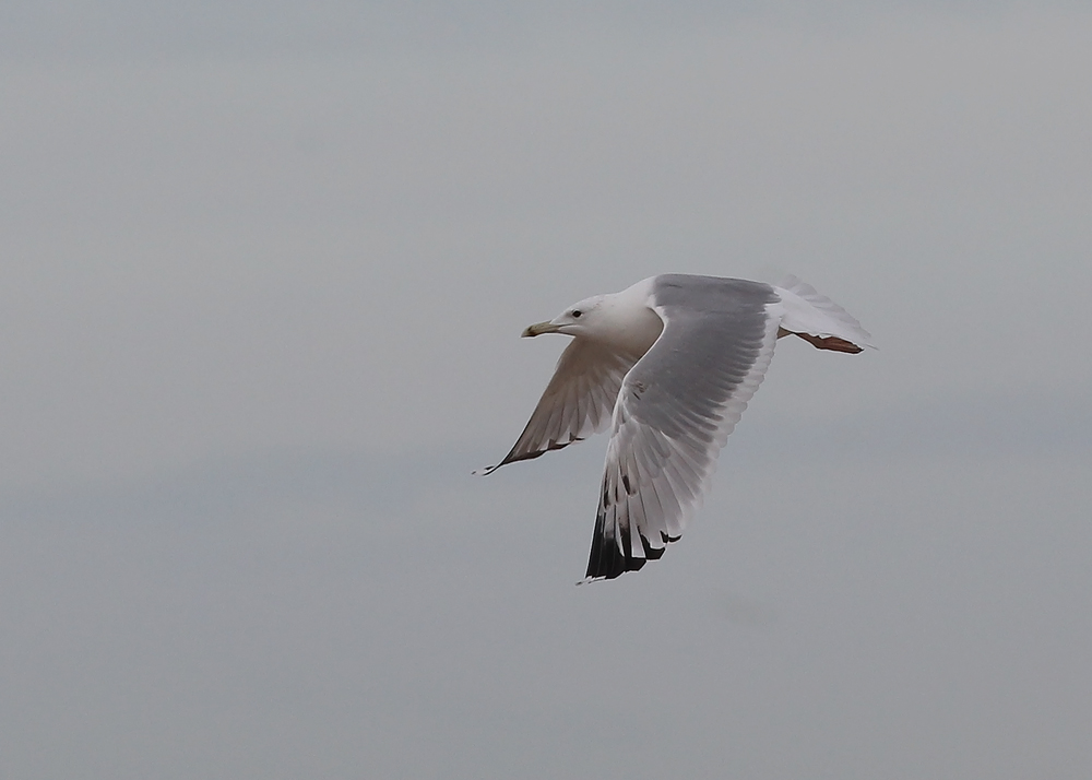 Richard Smith - Birdwatching Days Out: CASPIAN GULLS, sub adult and 2nd ...