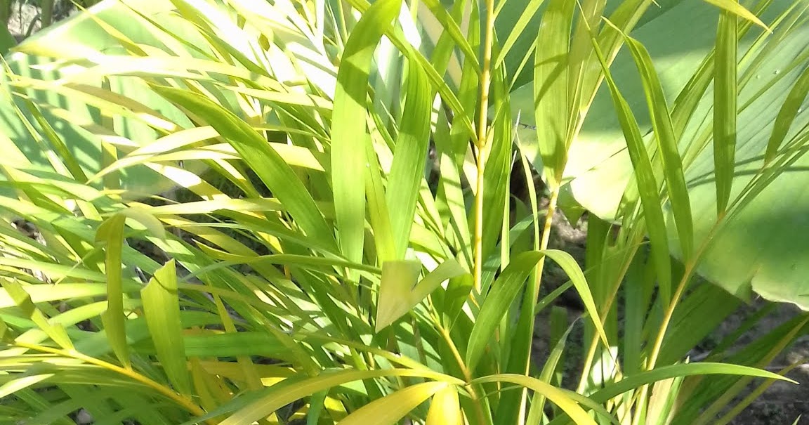 Jom Tanam Sayur ( JTS ) : Pokok Pinang Kuning @ Chyrysalidocarpus ...