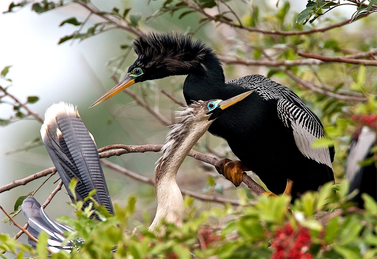 Bellas Aves de El Salvador: Anhinga anhinga (pato aguja) Residente