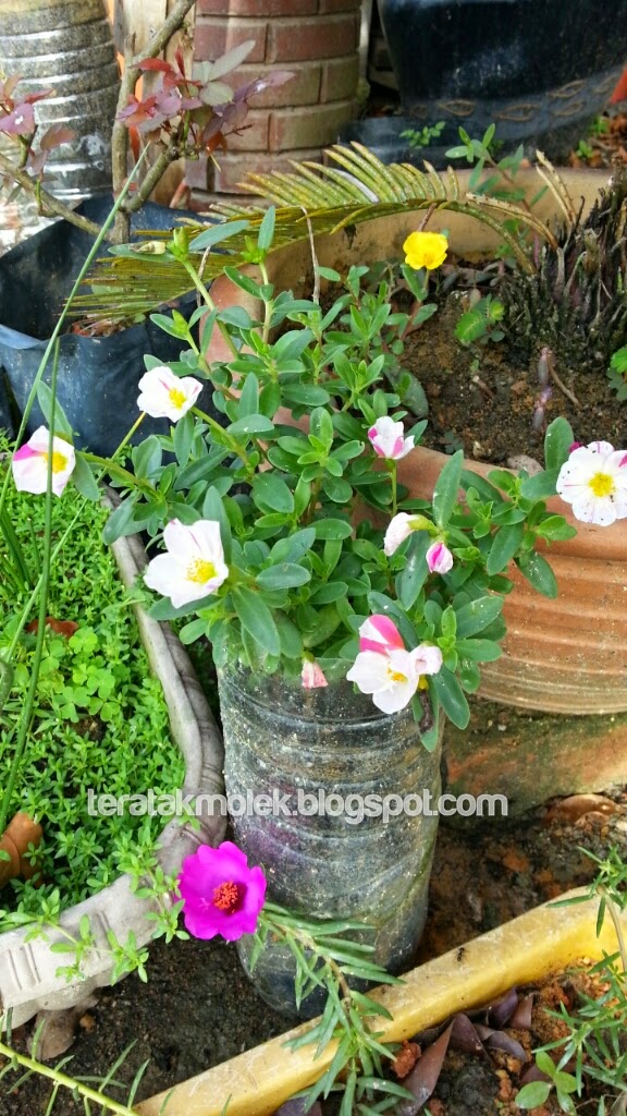 Karya dari telefon bimbit, dari minda ke halaman kehidupan...: semai ...