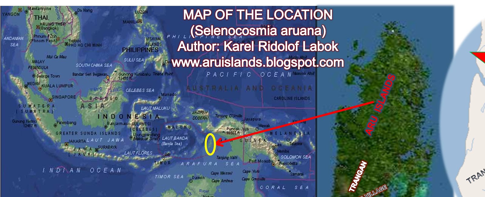 ARU ISLANDS: Selenocosmia Aruana (Since 1911),Tarantula Khas Kepulauan ...