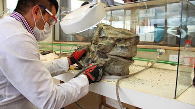 Paleontología en Colombia: Padillasaurus leivaensis, un nuevo saurópodo ...