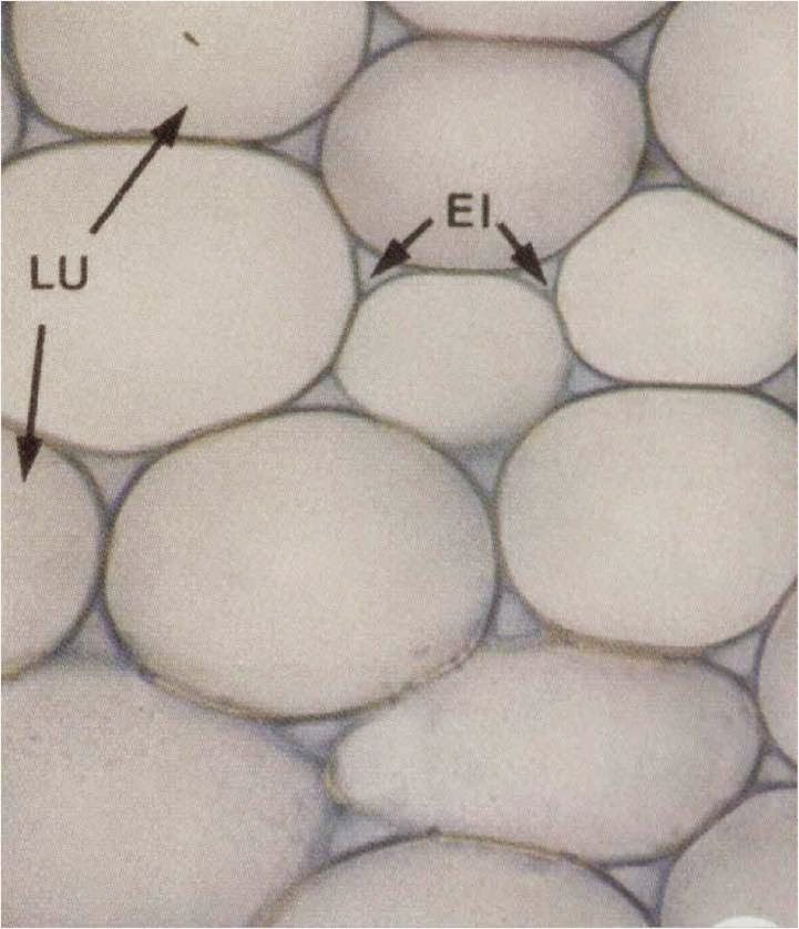 Asteraceae: Tecidos fundamentais: Parênquima, colênquima e esclerênquima.