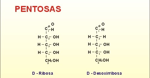 bio-q ab: CICLO DE LAS PENTOSAS